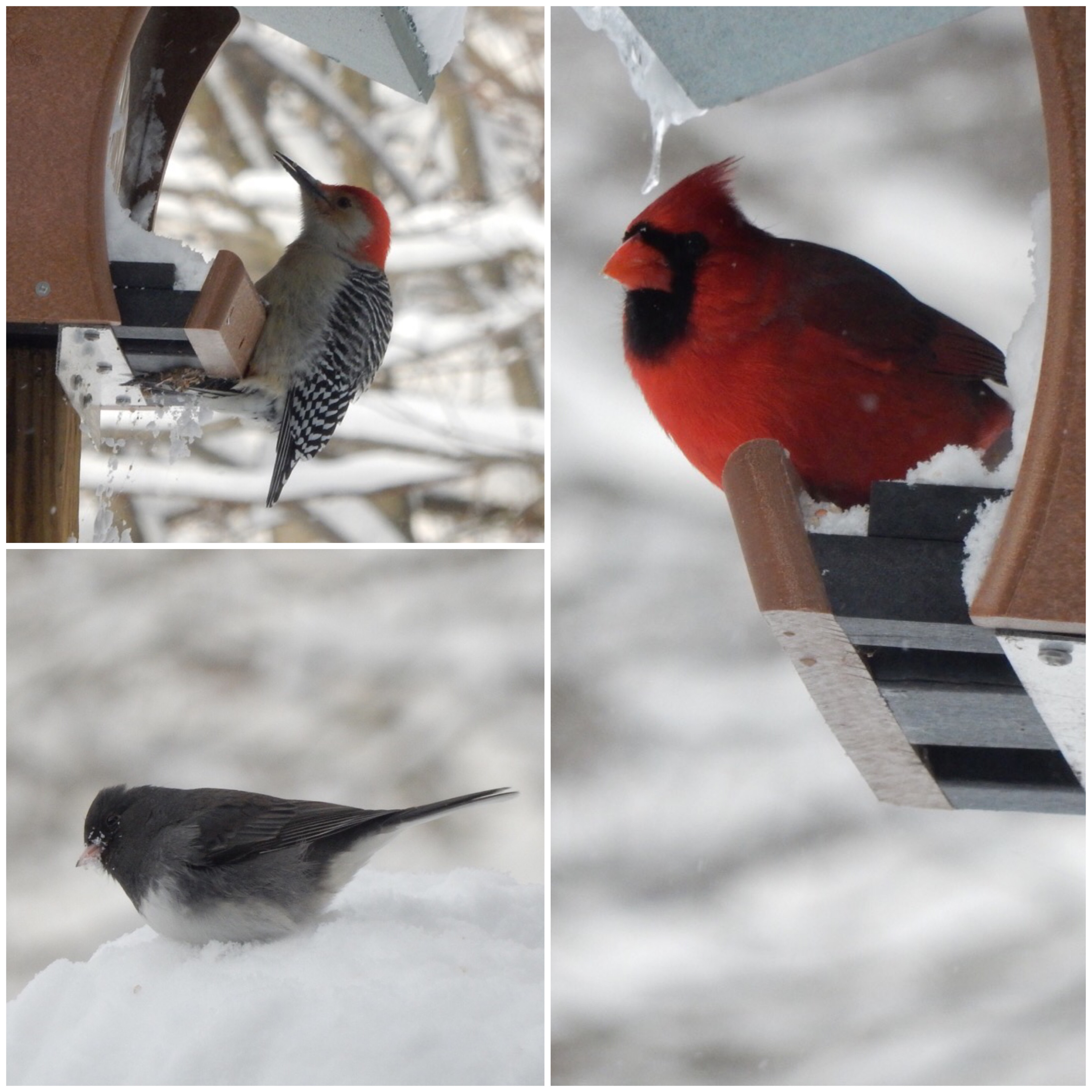 Birds of Howard Falls – The Howard Falls Trust